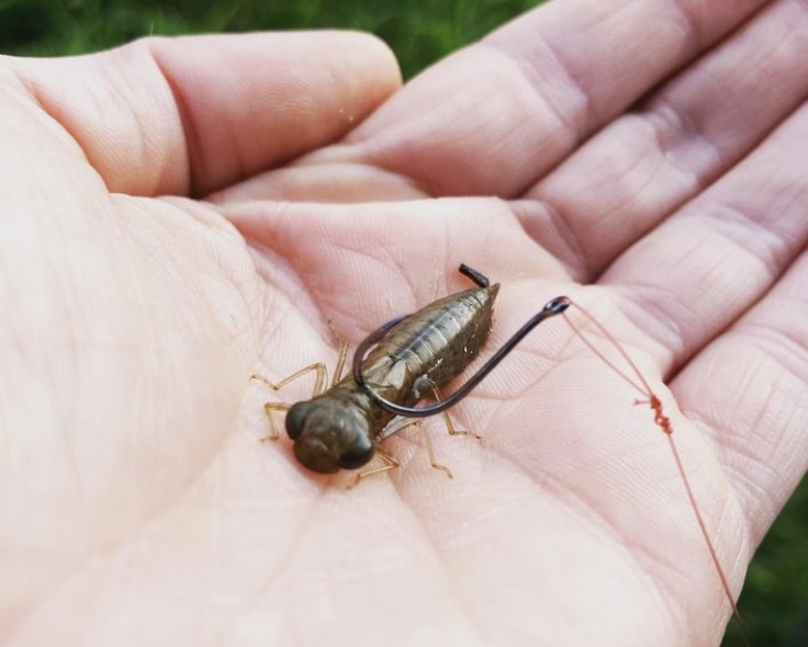 Tips for catching Trout | WIRFAB