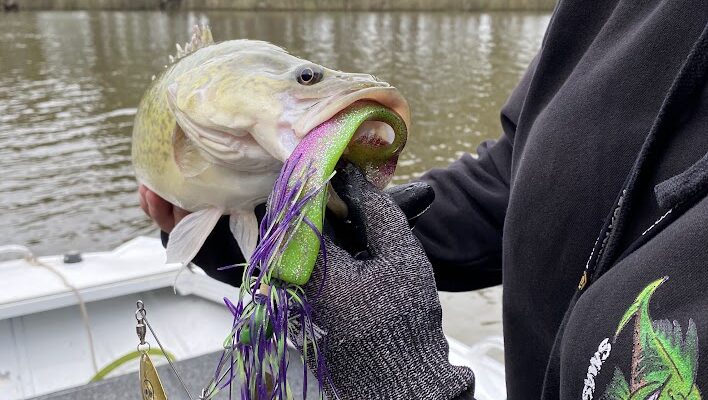 An introduction to targeting Murray Cod | WIRFAB